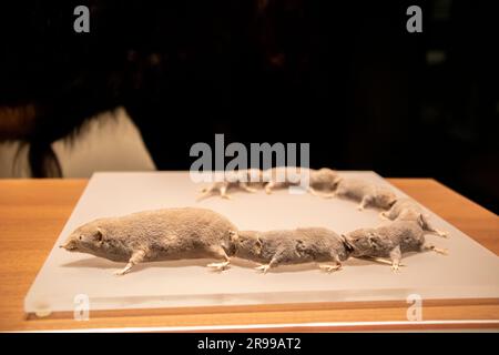Asian house shrew (Suncus murinus), Reunion Island Stock Photo - Alamy