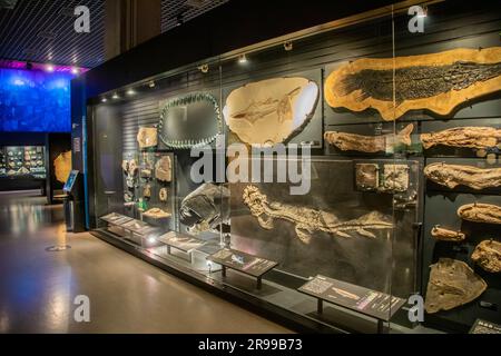 the exhibition "Evolution of life – From the Earth’s Origin through ...