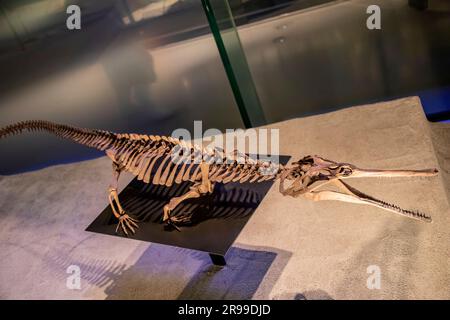 Skeleton of Champsosaurus natator is an extinct crocodile-like reptile ...