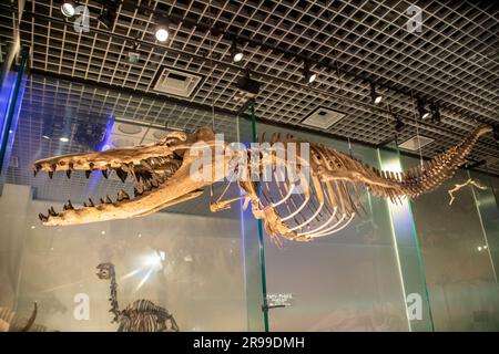 fossil of skeleton of Dorudon Atrox whale, Wadi Al-Hitan (Whale Valley ...