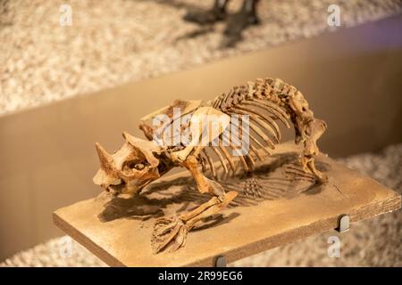 Horned gopher, Ceratogaulus hatcheri, extinct rodent of the late ...