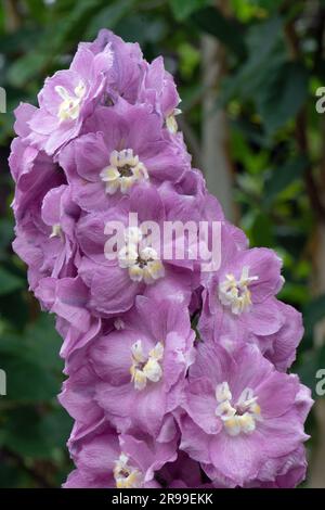 Pink Delphinium Millennium 'Sweethearts' Stock Photo - Alamy