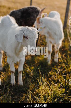 White goats graze together with a black horned ram in green grass in ...