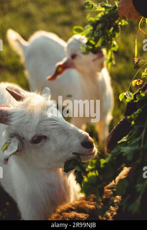 Cow eating grass, white clover in the paddock on farm Stock Photo - Alamy