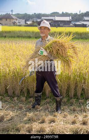 Senior adult Japanese man in a park Stock Photo - Alamy