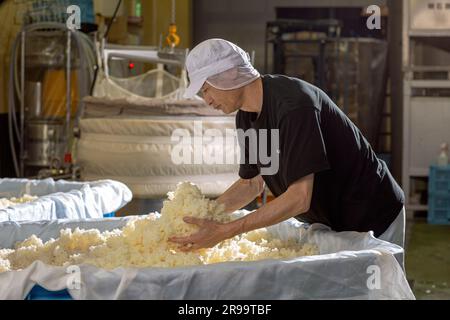 Grains of rice being sifted and prepared for the production of Japanese ...
