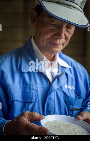 Producing Japanese sake, Rice miller presenting polished rice at ...