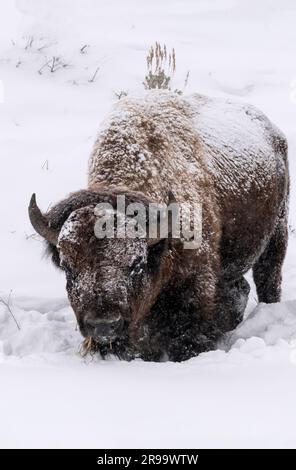 Bufflo, Bison, Winter, Yellowstone Stock Photo - Alamy