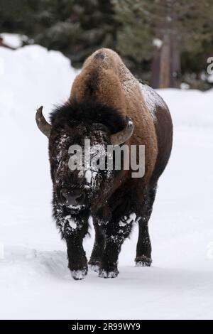 Bufflo, Bison, Winter, Yellowstone Stock Photo - Alamy