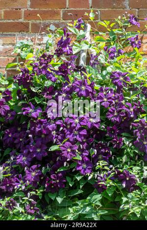 Clematis 'Etoile Violette' with dark bluey-purple flowers flowering in ...