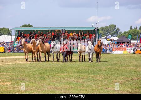 Ben Atkinson action horses giving a display at the Royal Cheshire ...