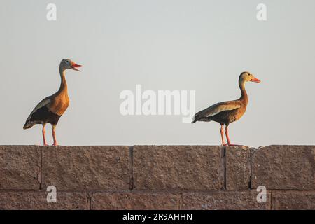 Pijije bird seen in the Metropolitan Park to the west of Hermosillo on ...