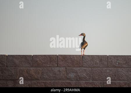 Pijije bird seen in the Metropolitan Park to the west of Hermosillo on ...