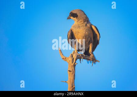 Chonte or Senzontle (Turdus grayi) seen in the Metropolitan Park to the ...