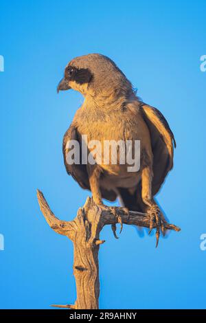 Chonte or Senzontle (Turdus grayi) seen in the Metropolitan Park to the ...