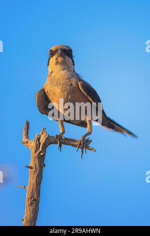 Chonte or Senzontle (Turdus grayi) seen in the Metropolitan Park to the ...