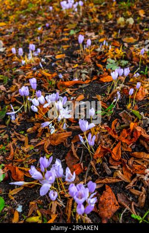 Purple crocus flowers in Kenaupark, an urban park in Haarlem city of ...