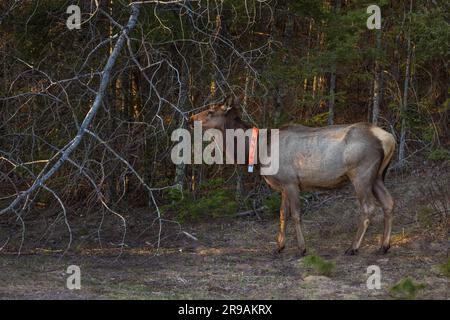 Female elk eating aspen twigs in the Clam Lake area of northern ...