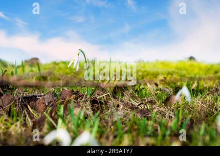 Snowdrop flowers on a green meadow in the spring under a blue sky Stock ...