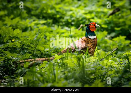 High resolution photo in best quality Stock Photo - Alamy