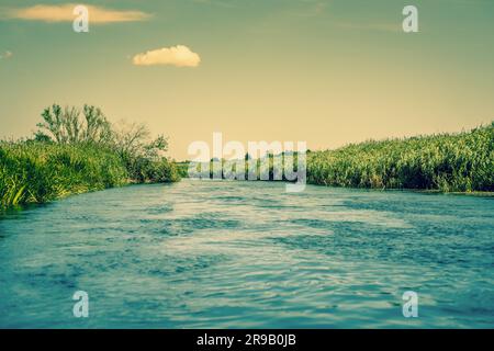 Strong river stream surrounded by green rushes Stock Photo - Alamy