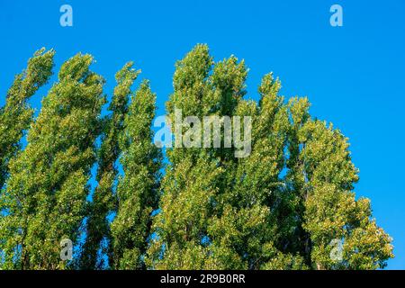 Tall green trees isolated on blue Stock Photo - Alamy