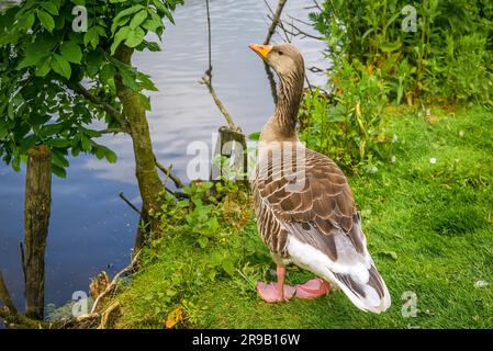 Grey goose standing near a dark lake Stock Photo - Alamy