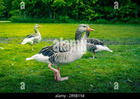 Three grey goose on a green lawn Stock Photo - Alamy