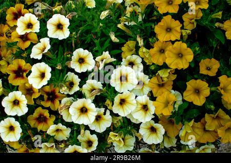 Petunia multi-colored composition of flowers in a natural environment ...