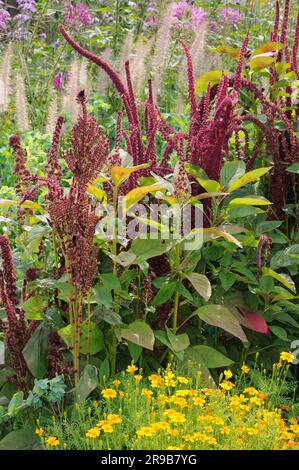 Surinamese foxtail (Amaranthus tricolor), amaranth Stock Photo - Alamy
