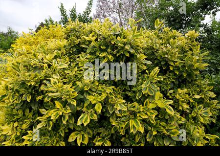 Yellow creeping spindle 'Emerald'n Gold' (Celastraceae), tree shrubs ...