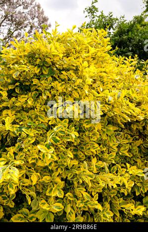 Yellow creeping spindle 'Emerald'n Gold' (Celastraceae), tree shrubs ...