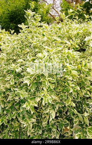 White creeping spindle 'Emerald'n Gold' (Celastraceae), tree shrubs ...