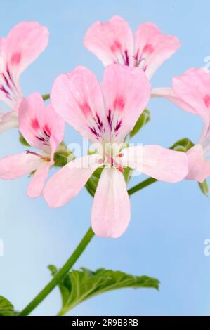 Scented Geranium 'Sweet Mimosa Stock Photo - Alamy