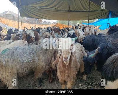 Sacrificial animals are kept for sale at a makeshift market ahead of ...