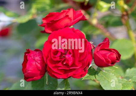'Hope for Humanity' Shrub Rose, Buskros (Rosa Stock Photo - Alamy