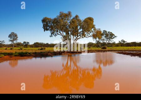Billabong in Australian outback, Midwest, Western Australia Stock Photo ...