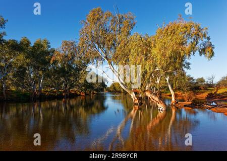 Billabong in Australian outback, Midwest, Western Australia Stock Photo ...