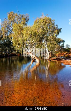 Australian Billabong, Midwest, Western Australia Stock Photo - Alamy
