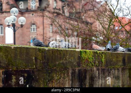 Group of various common pigeons resting on a tree branch in Nuremberg ...