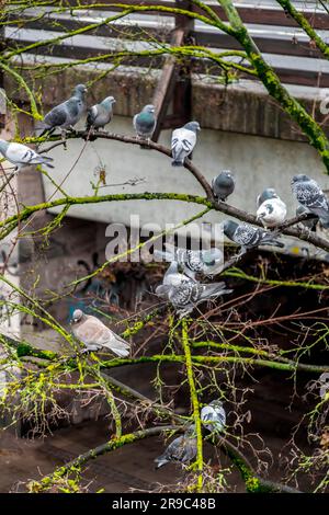 Group of various common pigeons resting on a tree branch in Nuremberg ...