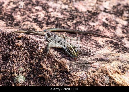 Lizard at the Buracao waterfall, Ibicoara, Chapada Diamantina in Bahia ...
