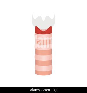 Human trachea airway tube medical diagram icon Stock Vector Image & Art ...