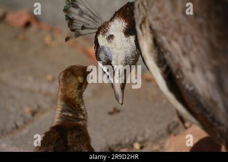 Pavão fêmea com filho pequeno Stock Photo - Alamy