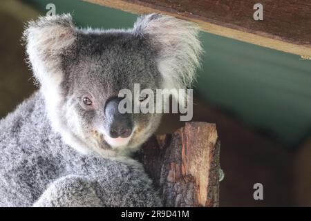 Images of Cairns and its wildlife and reserves - Australia Stock Photo ...