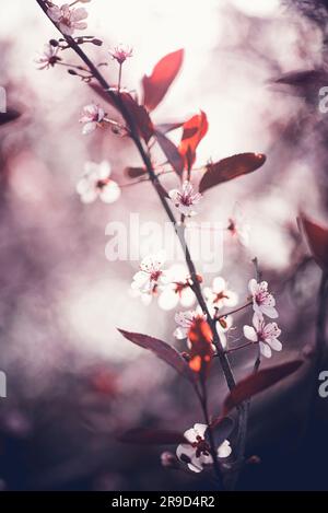 Branches of flowering sand cherry tree covered in white blossoms Stock ...