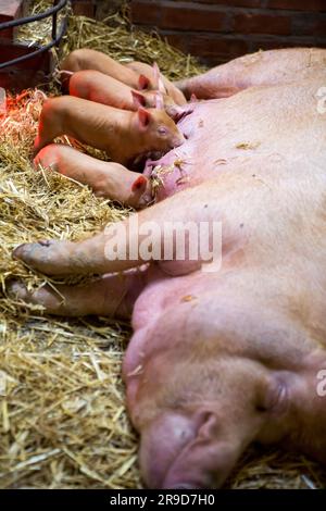 3 Piglets suckling on mother at an English farm Stock Photo - Alamy