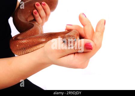 rainbow boa snake and human hands as nice animal background Stock Photo ...