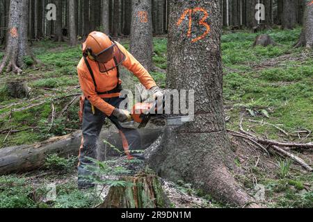 A lumberjack cuts a spruce tree. Berchtesgadener Land, Bavaria, Germany ...