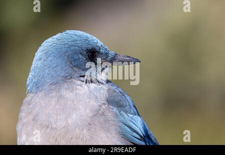 Scrub jay in the Southern Arizona Desert Stock Photo - Alamy